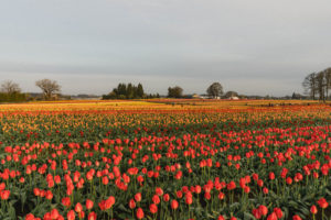 A Portland, Oregon Day Trip to Wooden Shoe Tulip Festival – Travels and ...
