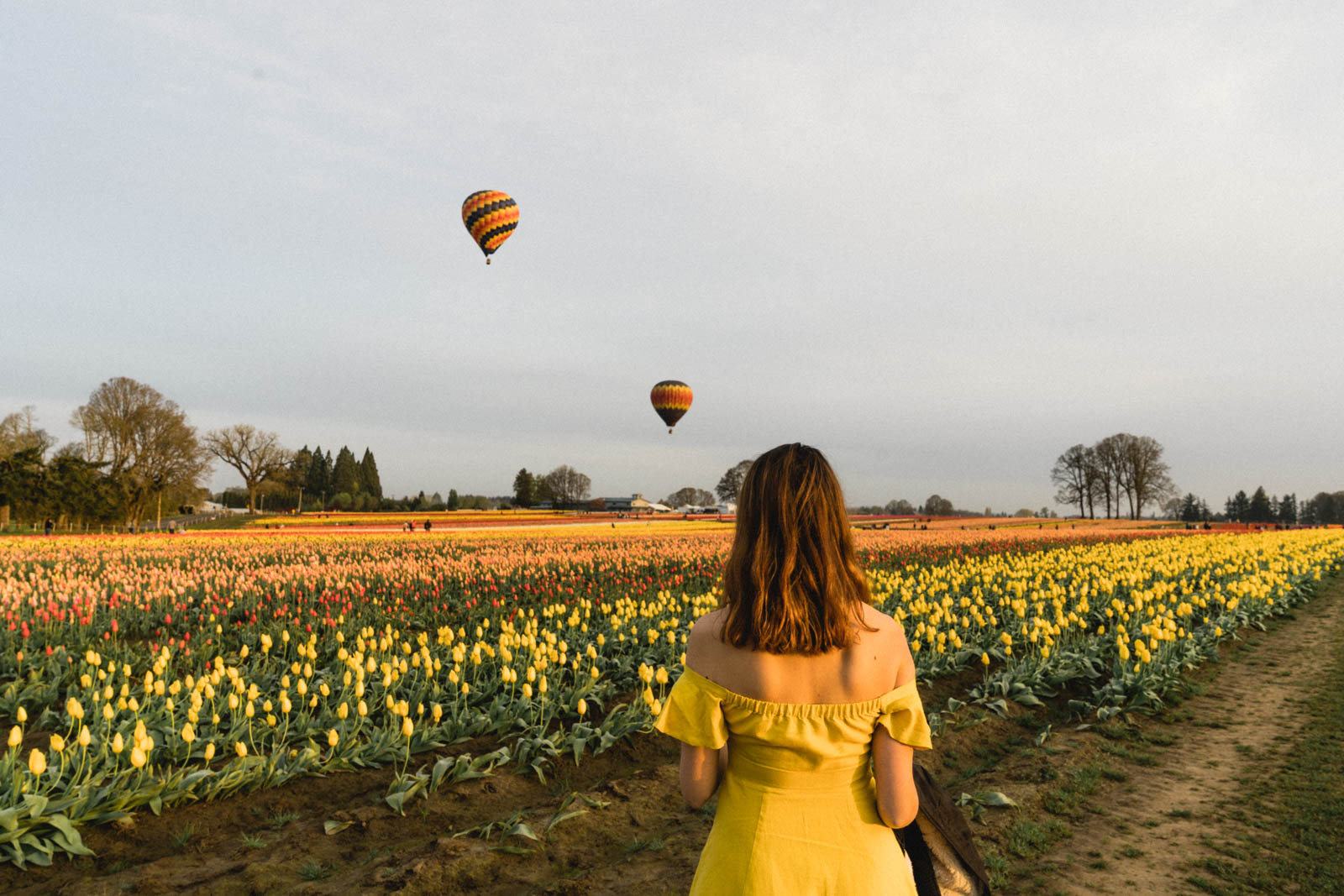 A Portland, Oregon Day Trip to Wooden Shoe Tulip Festival – Travels and ...