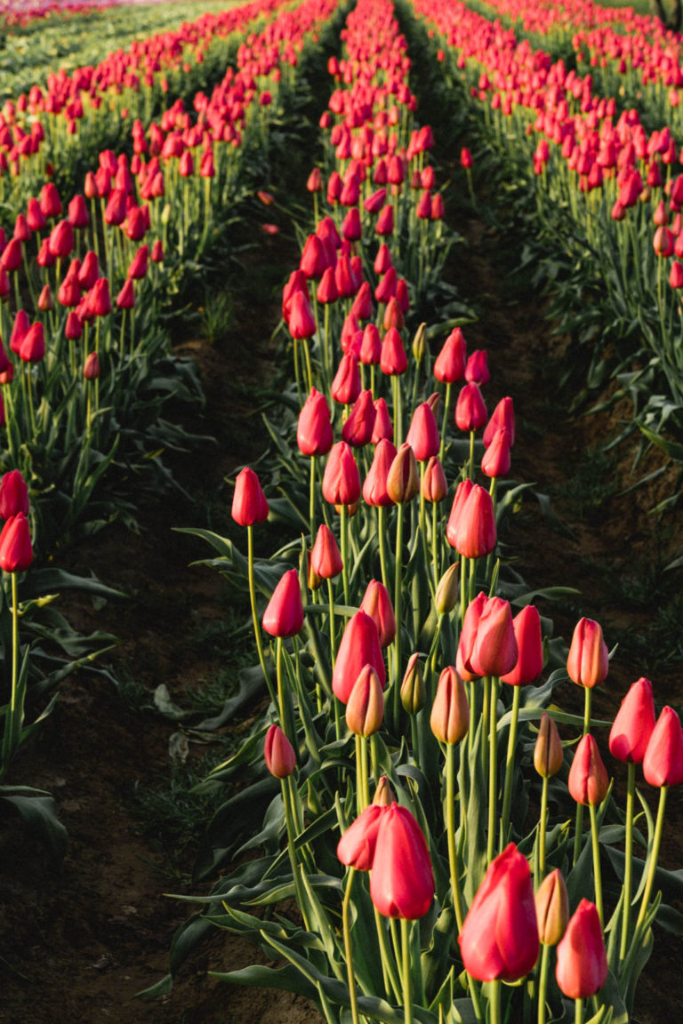 A Portland, Oregon Day Trip to Wooden Shoe Tulip Festival – Travels and ...