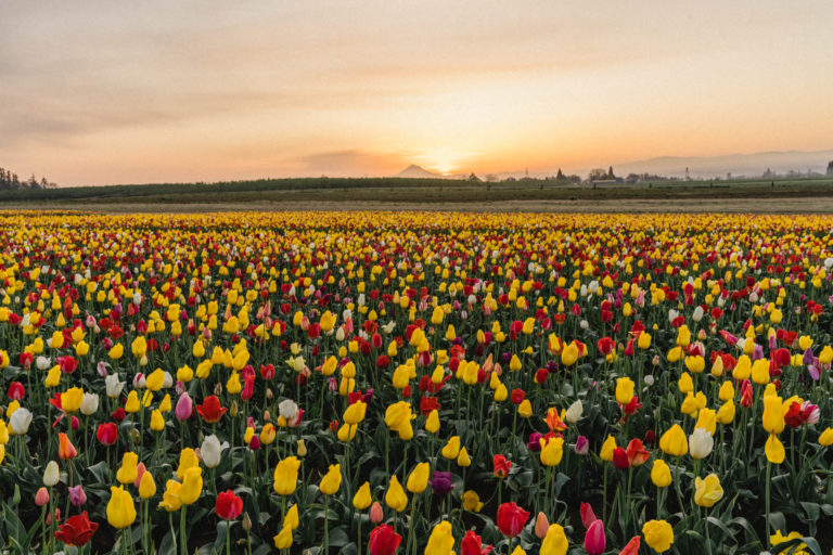 A Portland, Oregon Day Trip to Wooden Shoe Tulip Festival – Travels and ...
